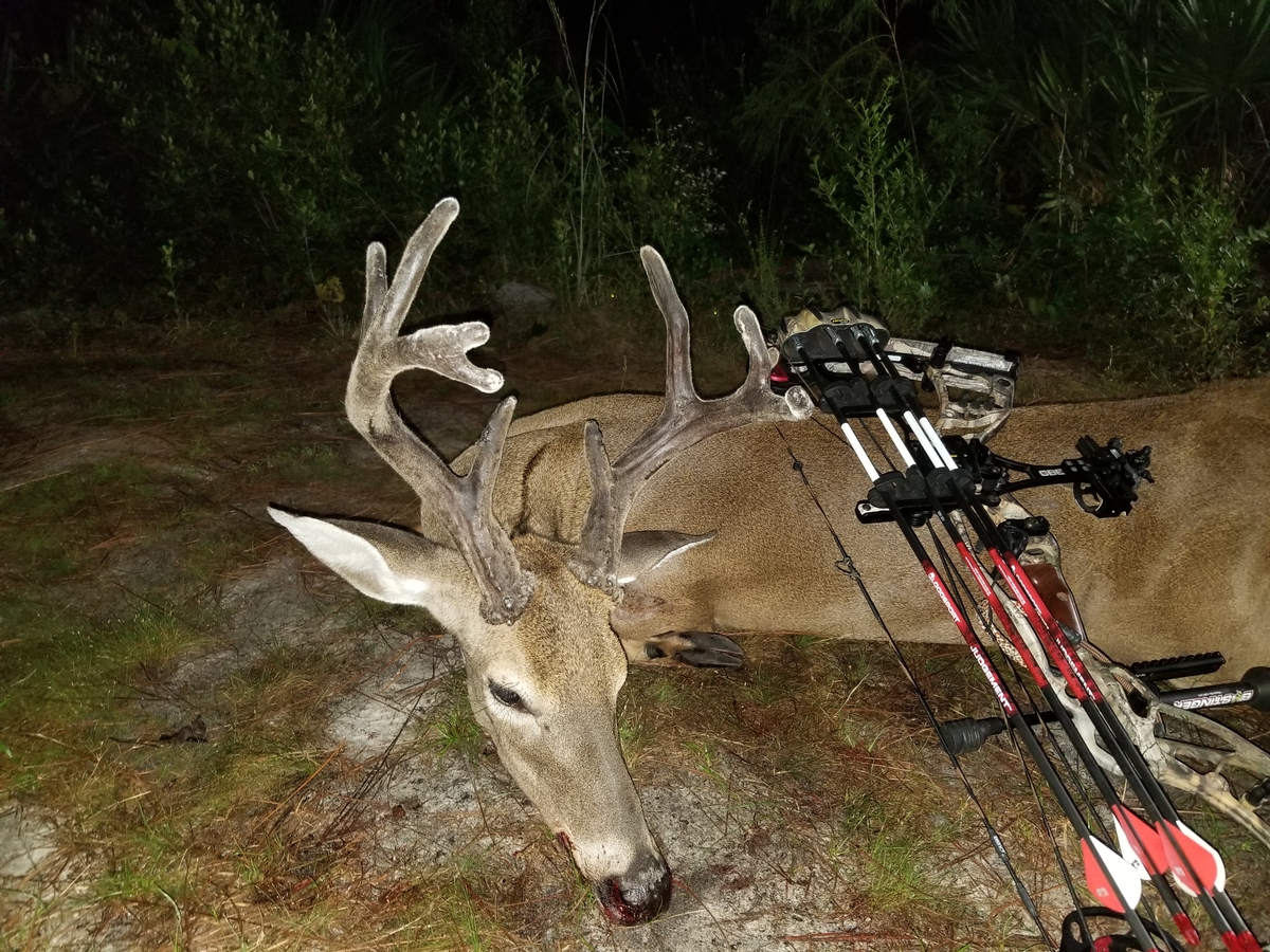 Black Tine Outfitters Seminole Whitetail Deer Hunting Photo Gallery